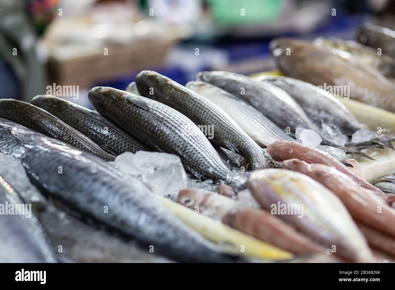 Longtail tuna fresh fish sell in fishery local market omega food Stock ...
