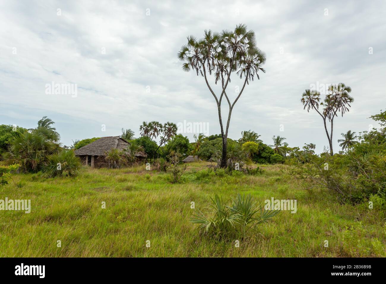 Doum palm tree hi-res stock photography and images - Alamy