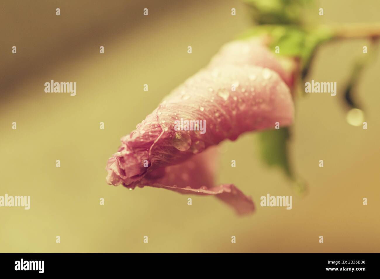 beautiful pink flowers in the garden with spring bokeh background Stock ...