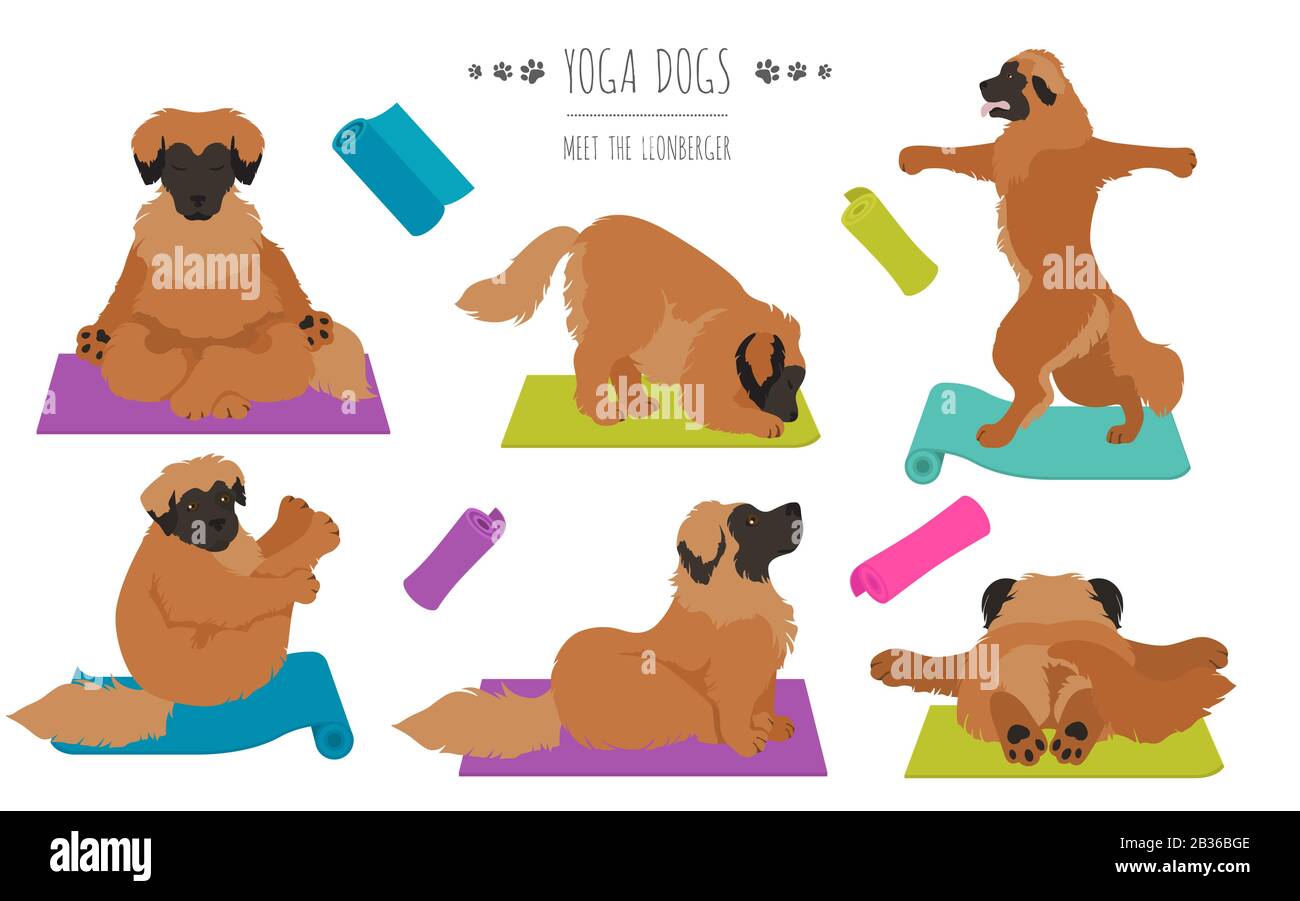 Yoga dogs poses and exercises poster design. Leonberger clipart. Vector ...