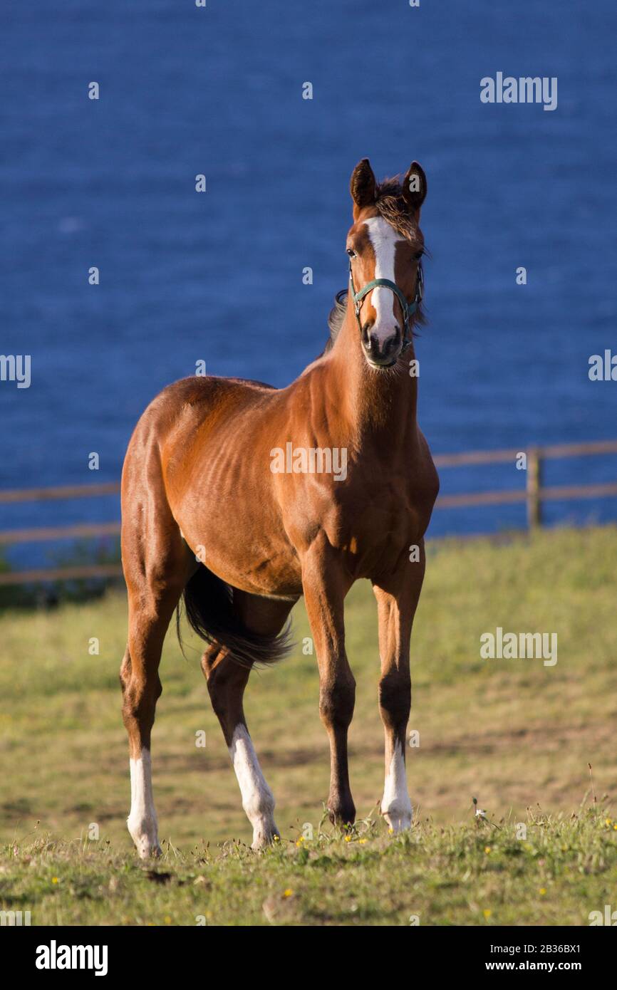 English thoroughbred horse hi-res stock photography and images - Alamy