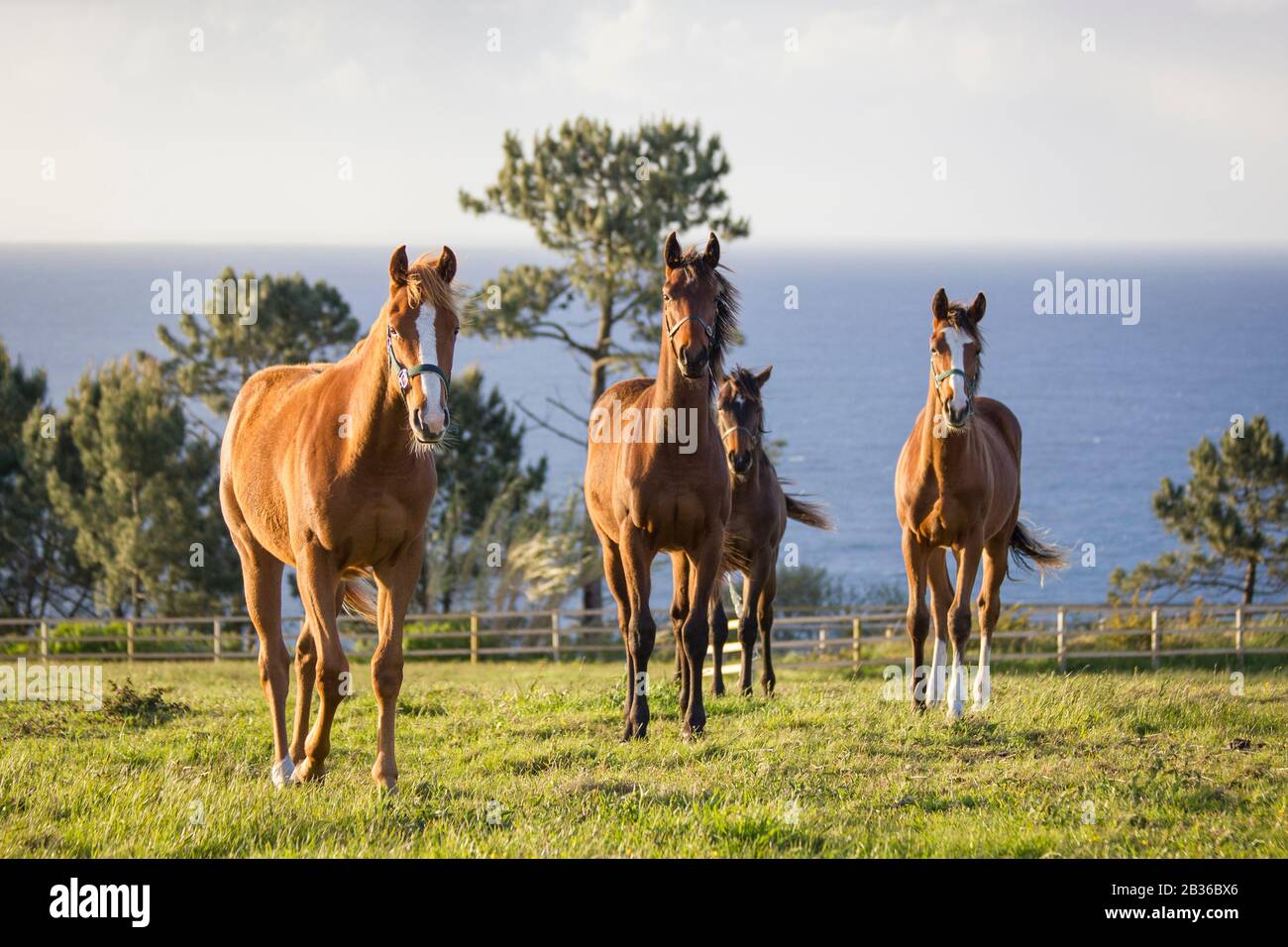 Thoroughbred colt hi-res stock photography and images - Alamy