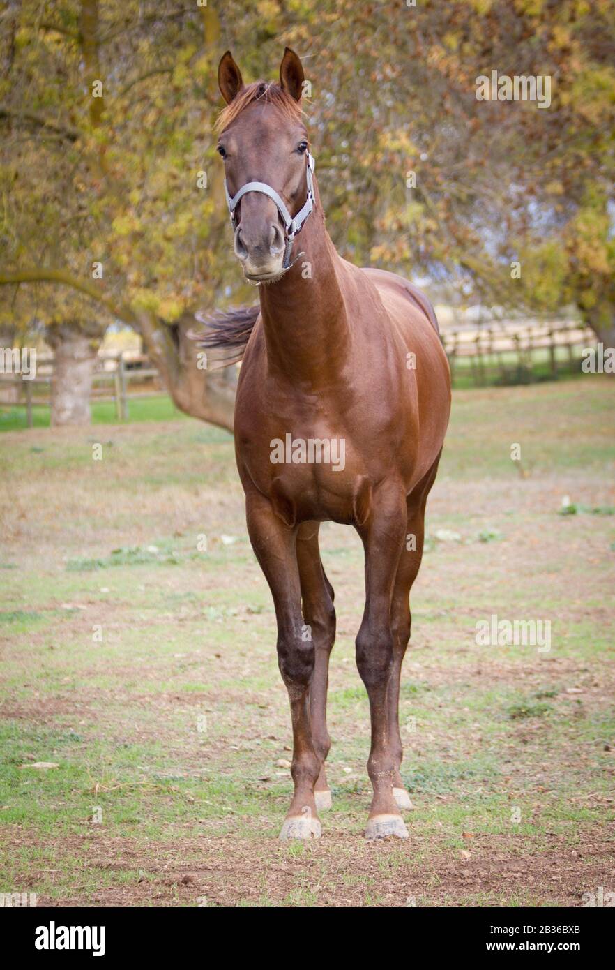 Muscular horse hi-res stock photography and images - Alamy