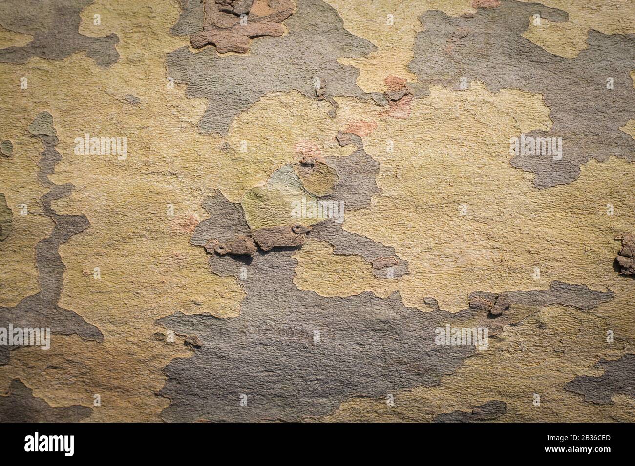 A Mottled Sycamore Tree Bark And Trunk Background Or Texture, Close-up ...