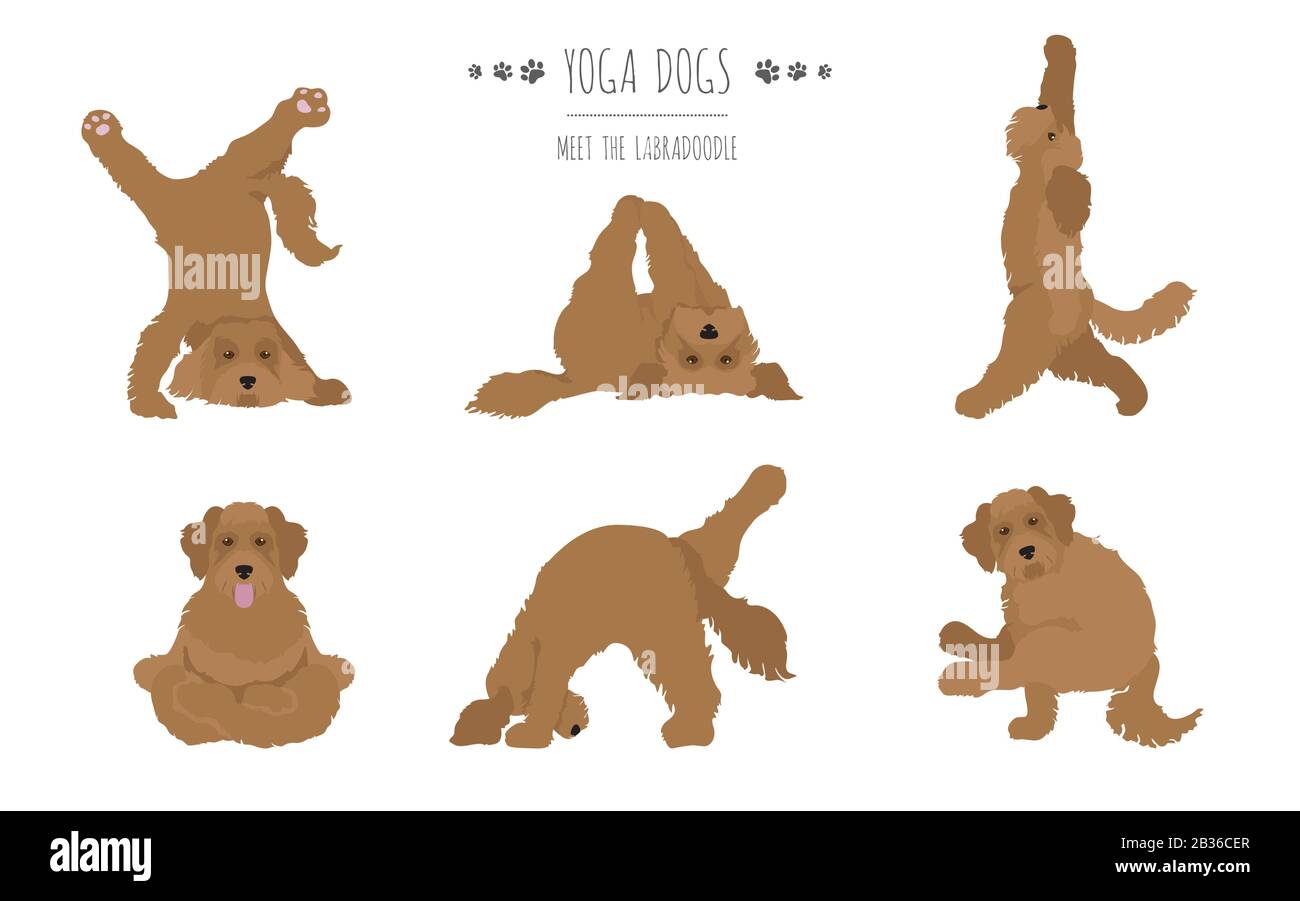 Yoga dogs poses and exercises poster design. Labradoodle clipart ...