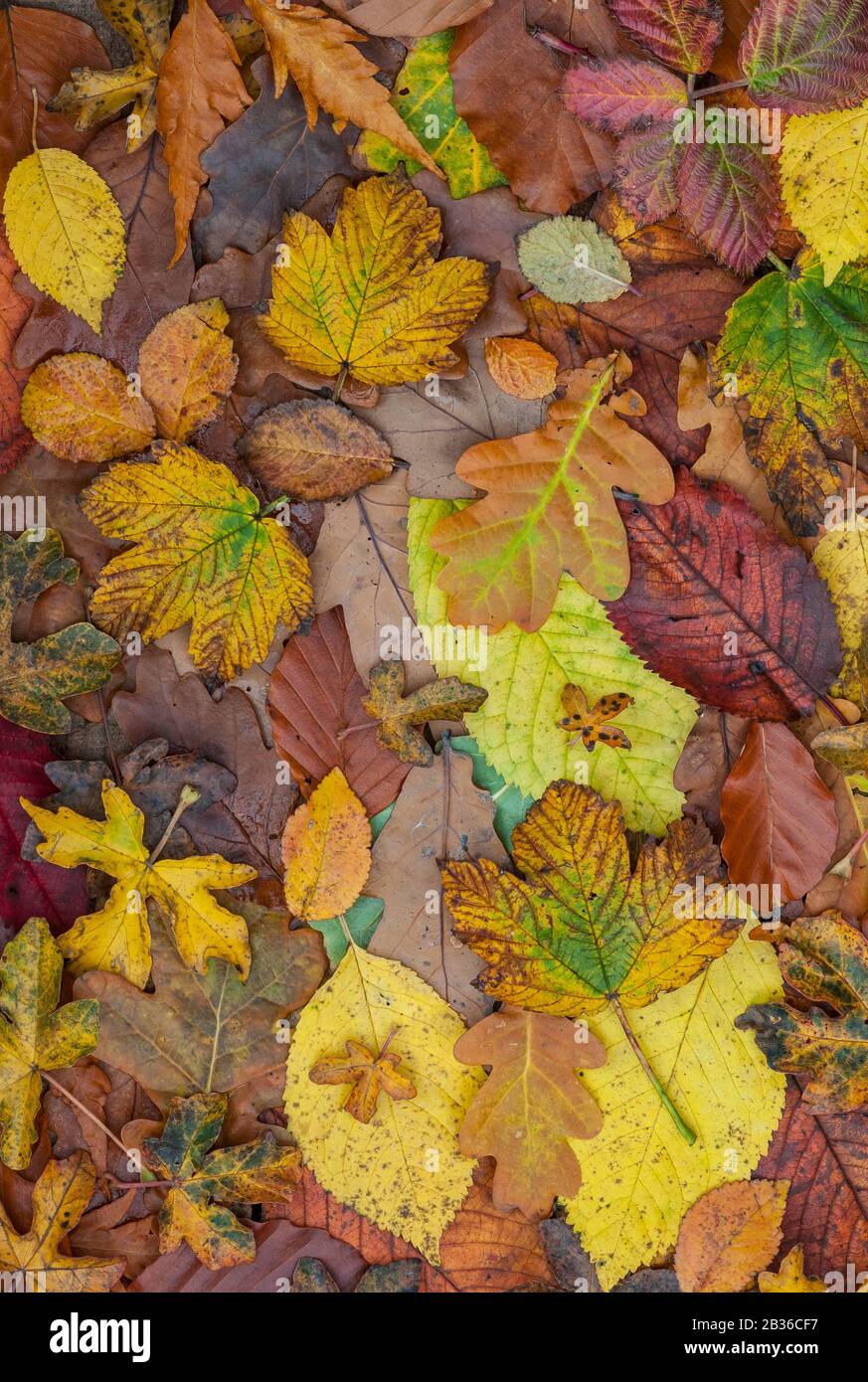 Collection of many different leaves forming a pattern Stock Photo - Alamy