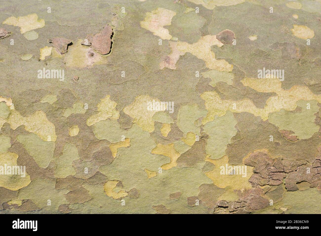 Texture of the bark of the plane tree. Yellow, green and brown colored ...