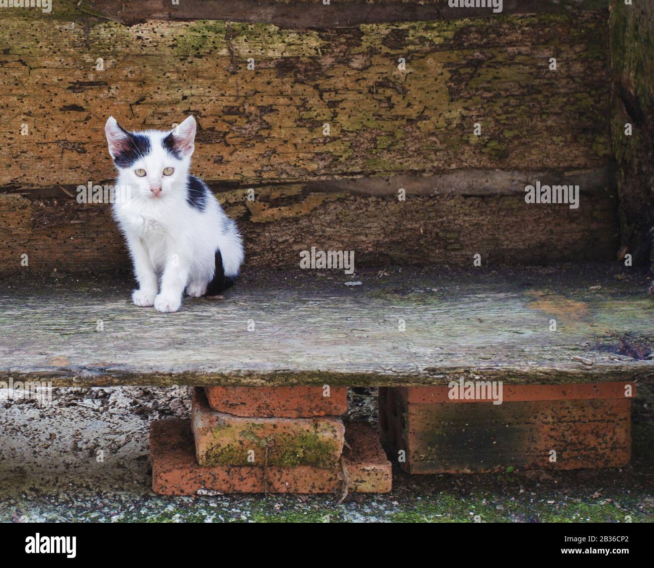A small cat, black and white, alone and abandoned inside a wooden box ...