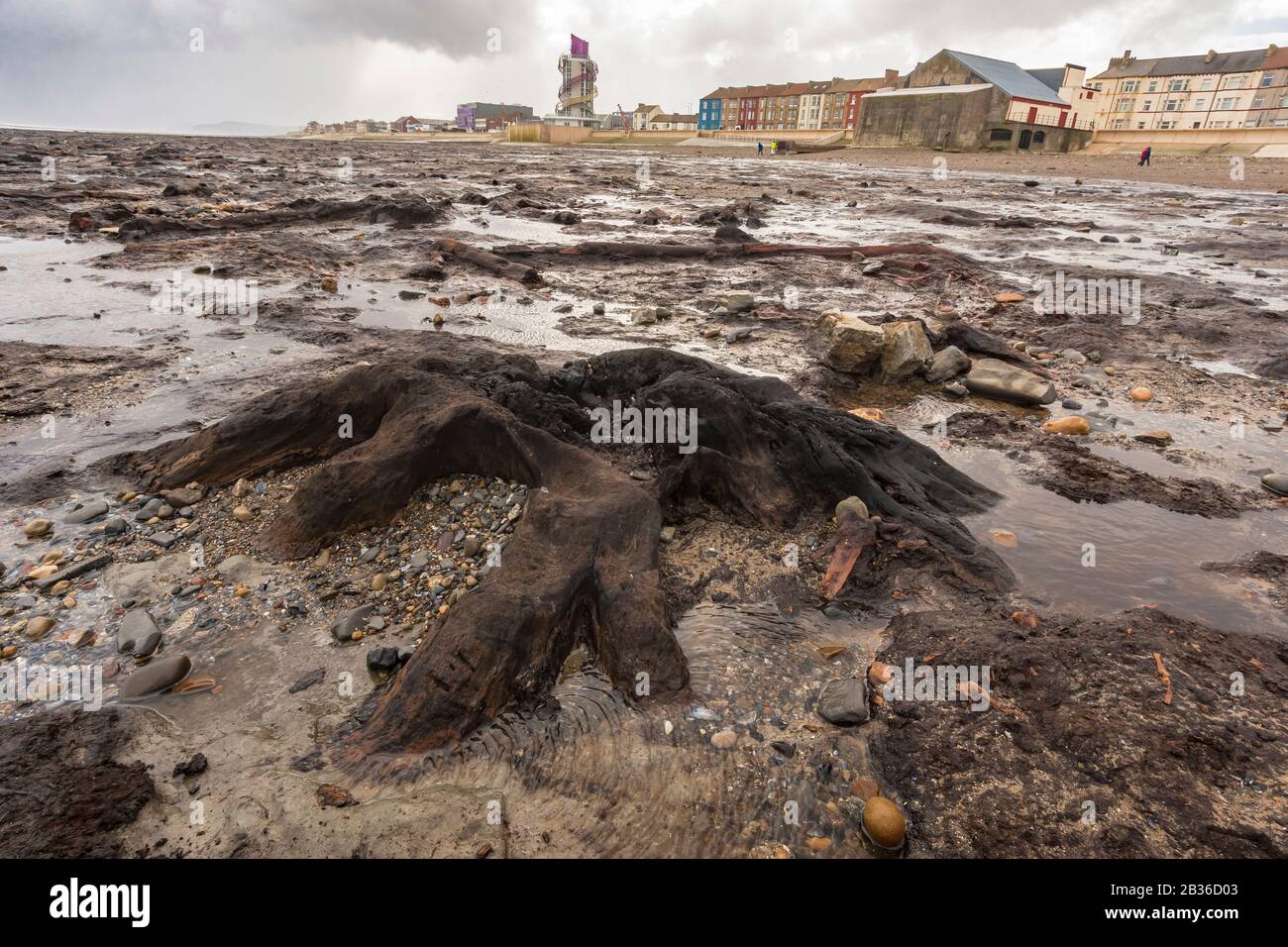 Petrified tree roots hi-res stock photography and images - Alamy