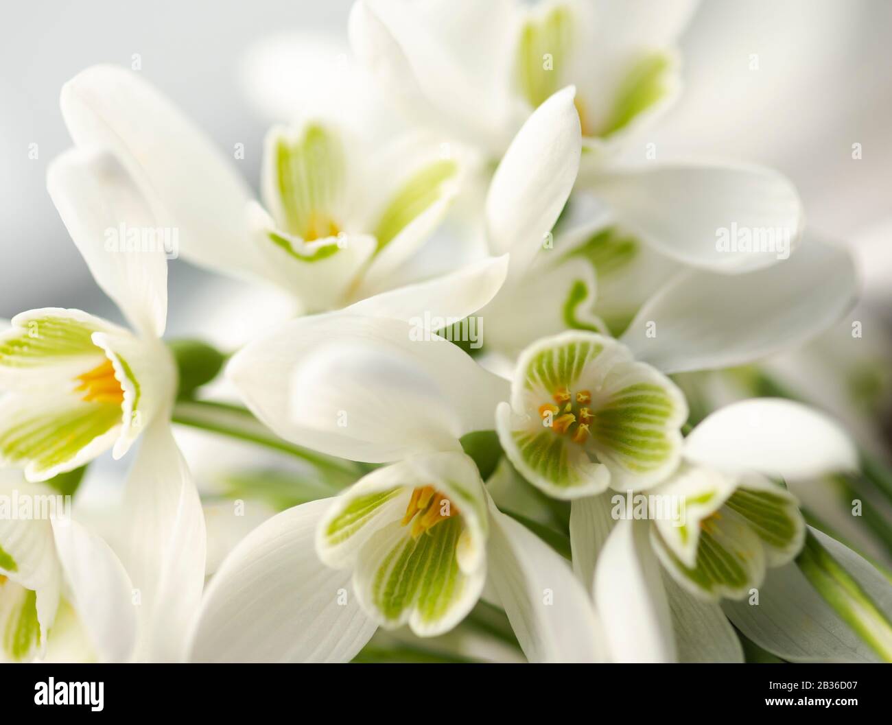 Vibrant cluster hi-res stock photography and images - Alamy