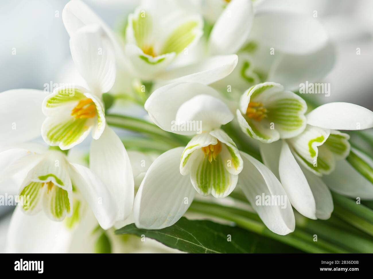 Cluster of Snowdrops in a bunch Stock Photo - Alamy