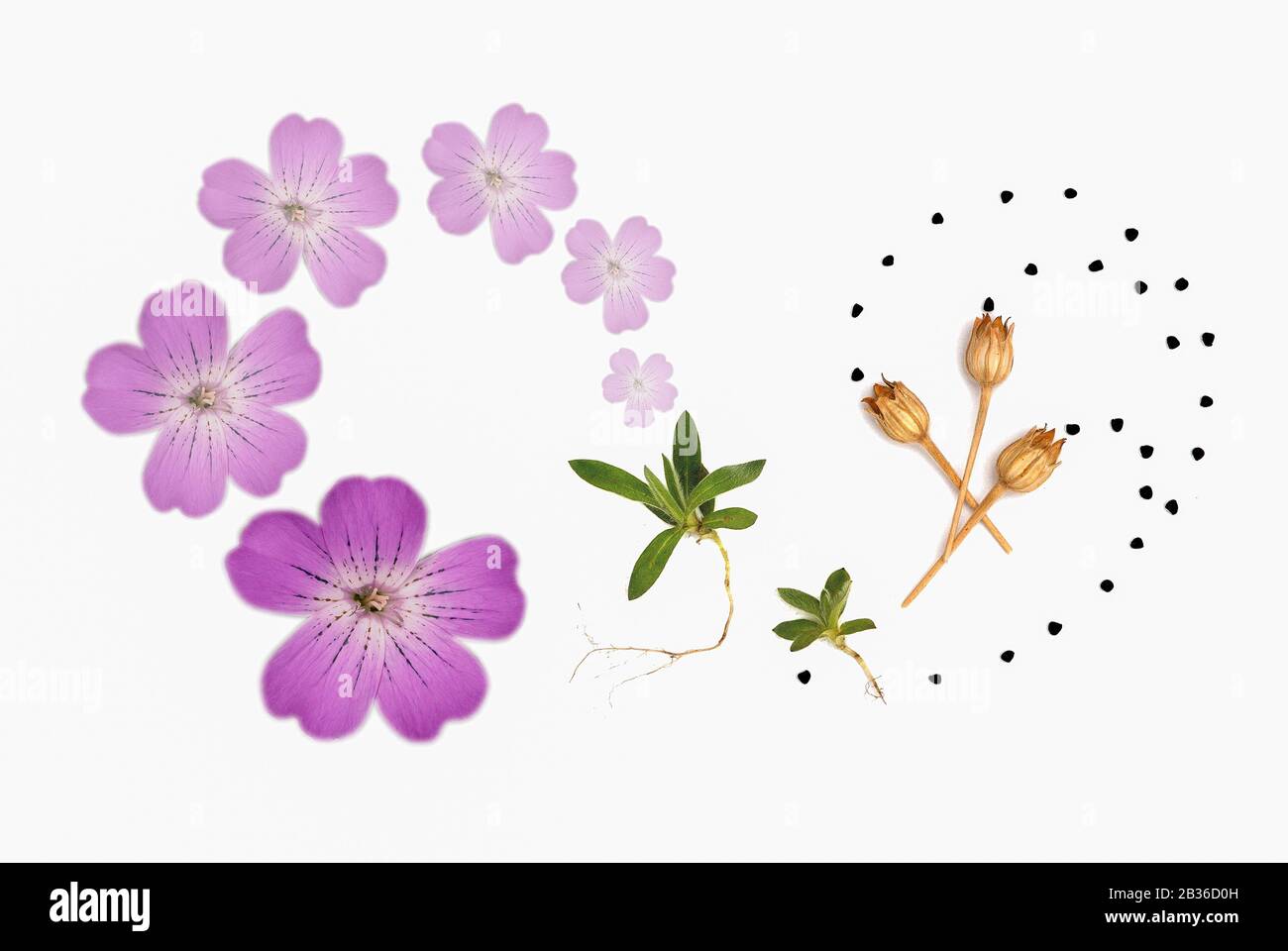 Cyclical pattern of seed to flower Stock Photo - Alamy