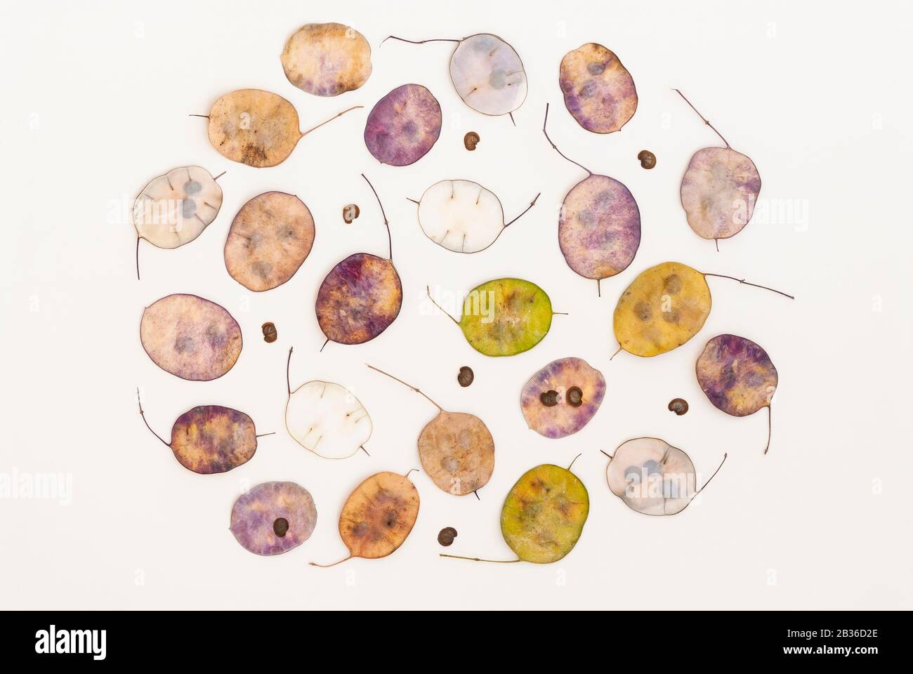 Kidney shaped seeds hi-res stock photography and images - Alamy