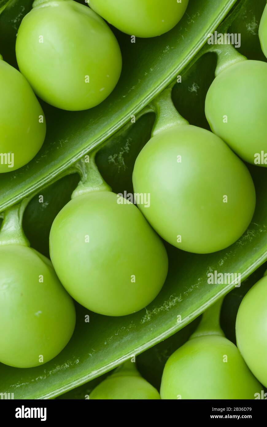 Curved pods hi-res stock photography and images - Alamy