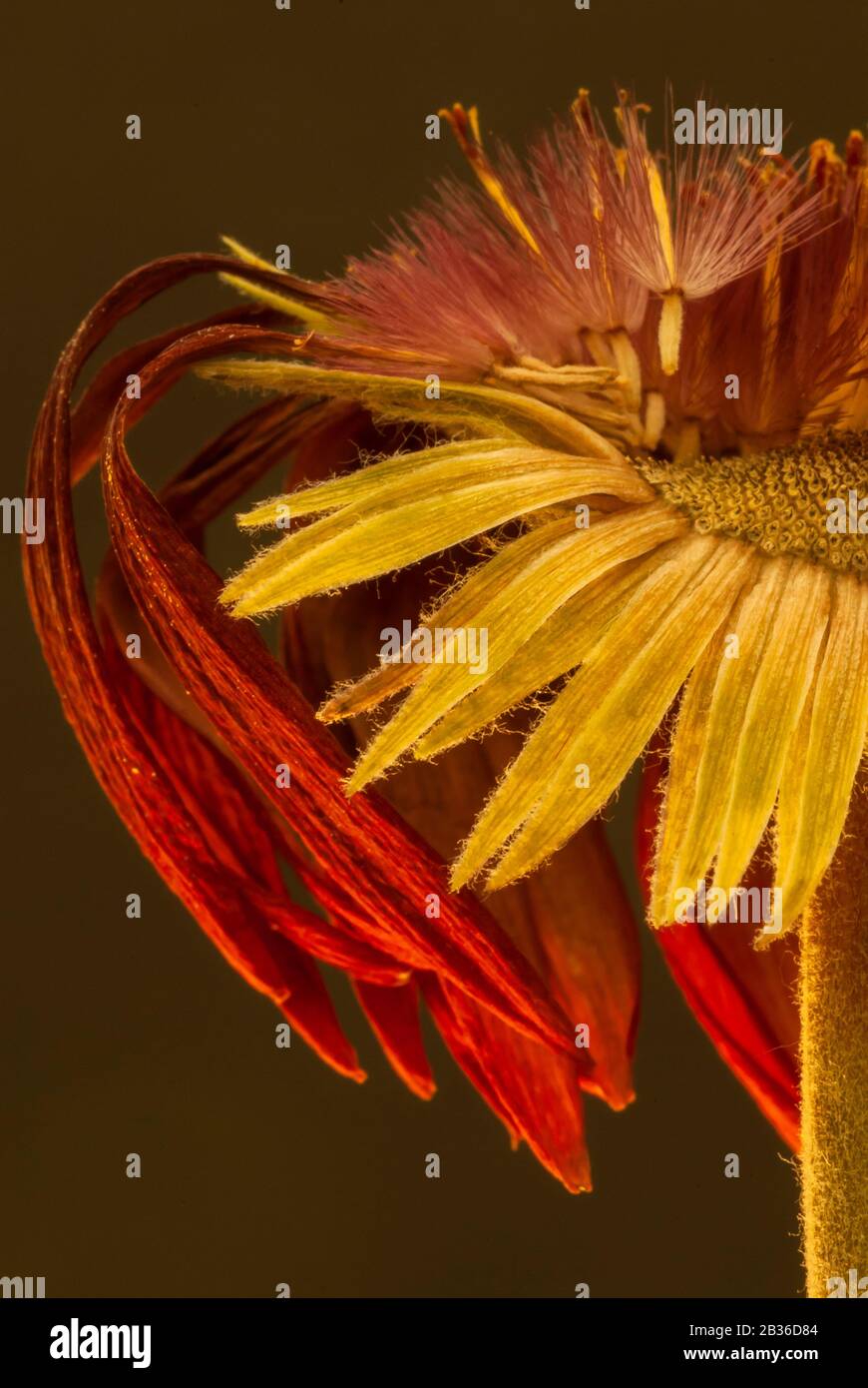 Flower losing petals hi-res stock photography and images - Alamy