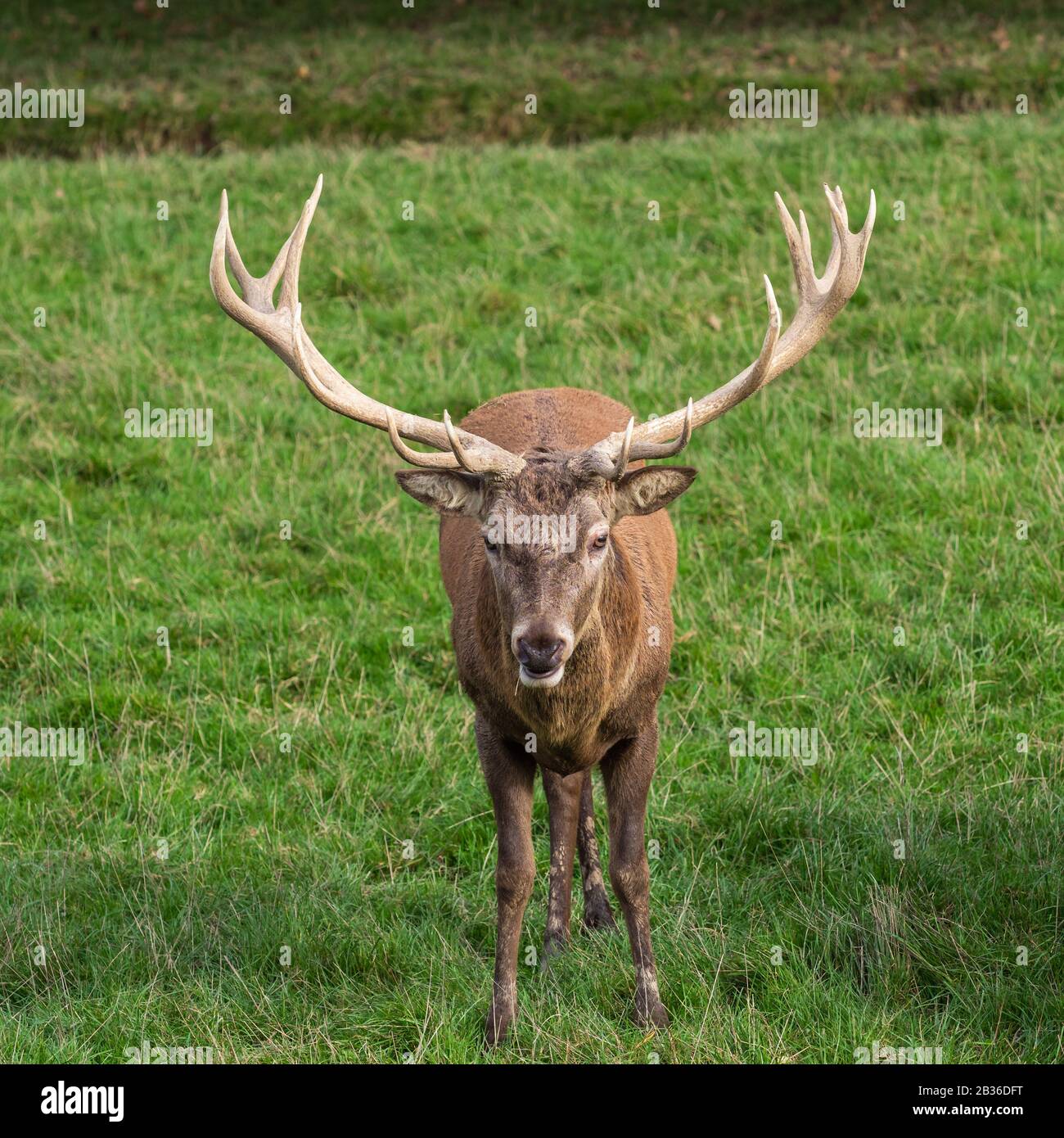 Stag standing on a hi-res stock photography and images - Alamy