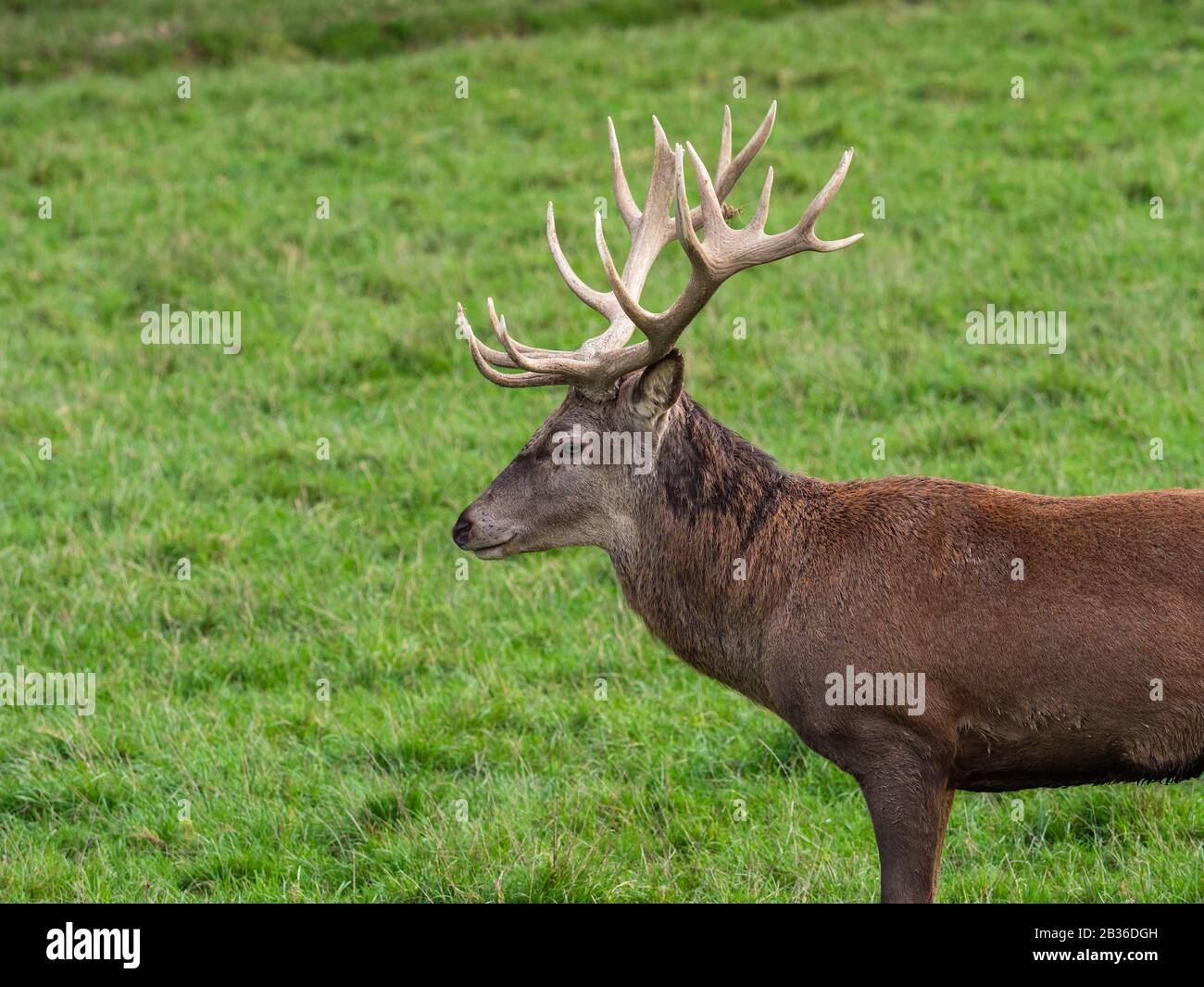 Stag standing on a hi-res stock photography and images - Alamy