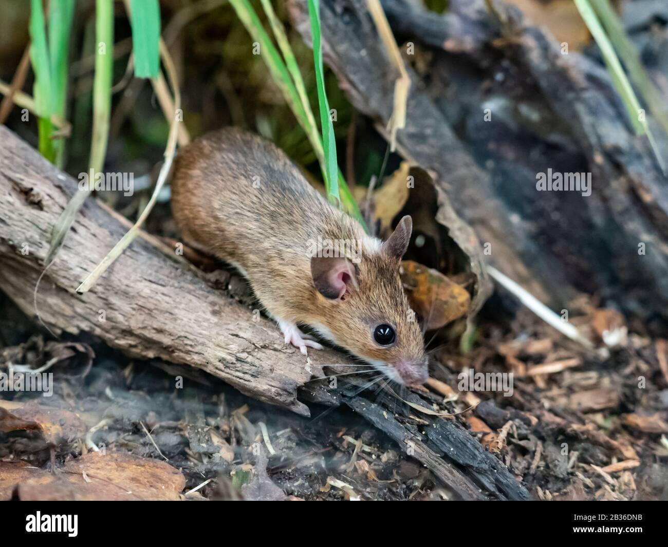 Yellow necked mouse uk hi-res stock photography and images - Alamy