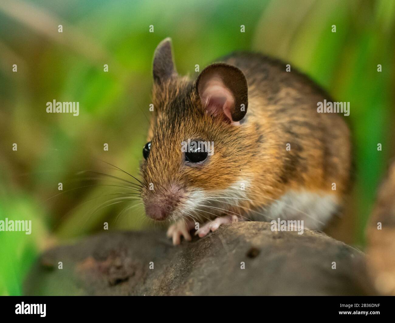 Yellow necked mouse (Apodemus flavicollis Stock Photo - Alamy