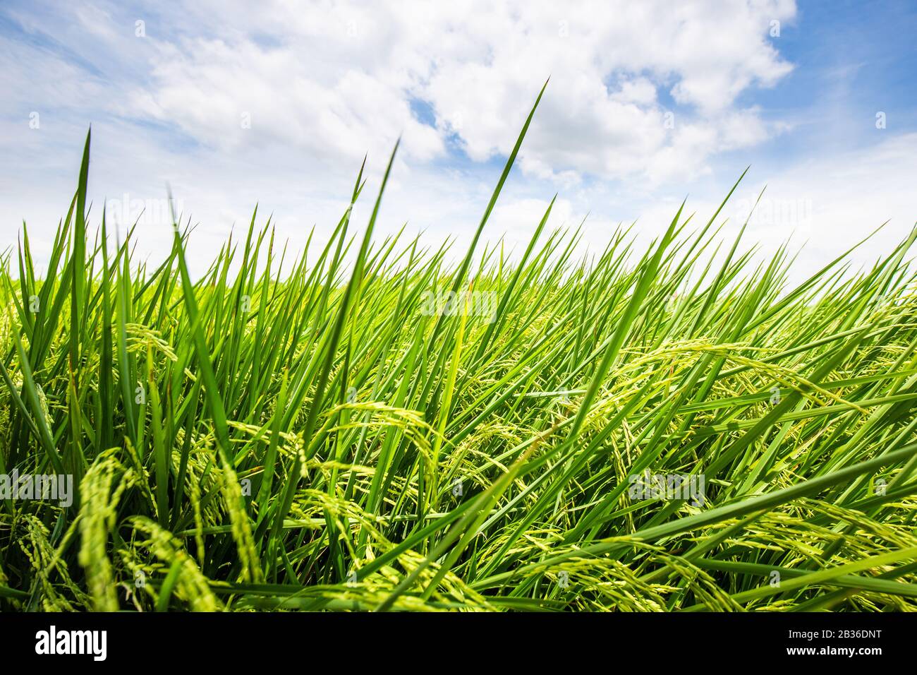 Green rice plantation field against blue sky, Paddy rice Stock Photo ...