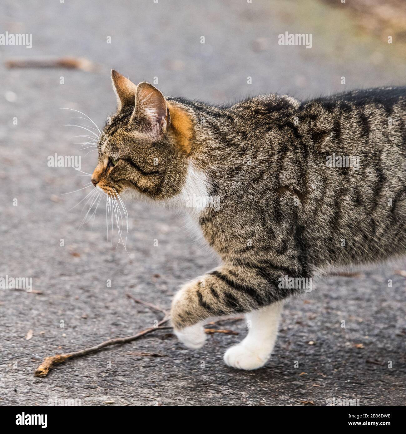 Stray tabby cat walking on the road Stock Photo - Alamy