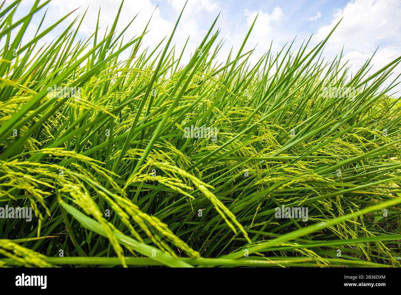 Green rice plantation field against blue sky, Paddy rice Stock Photo ...