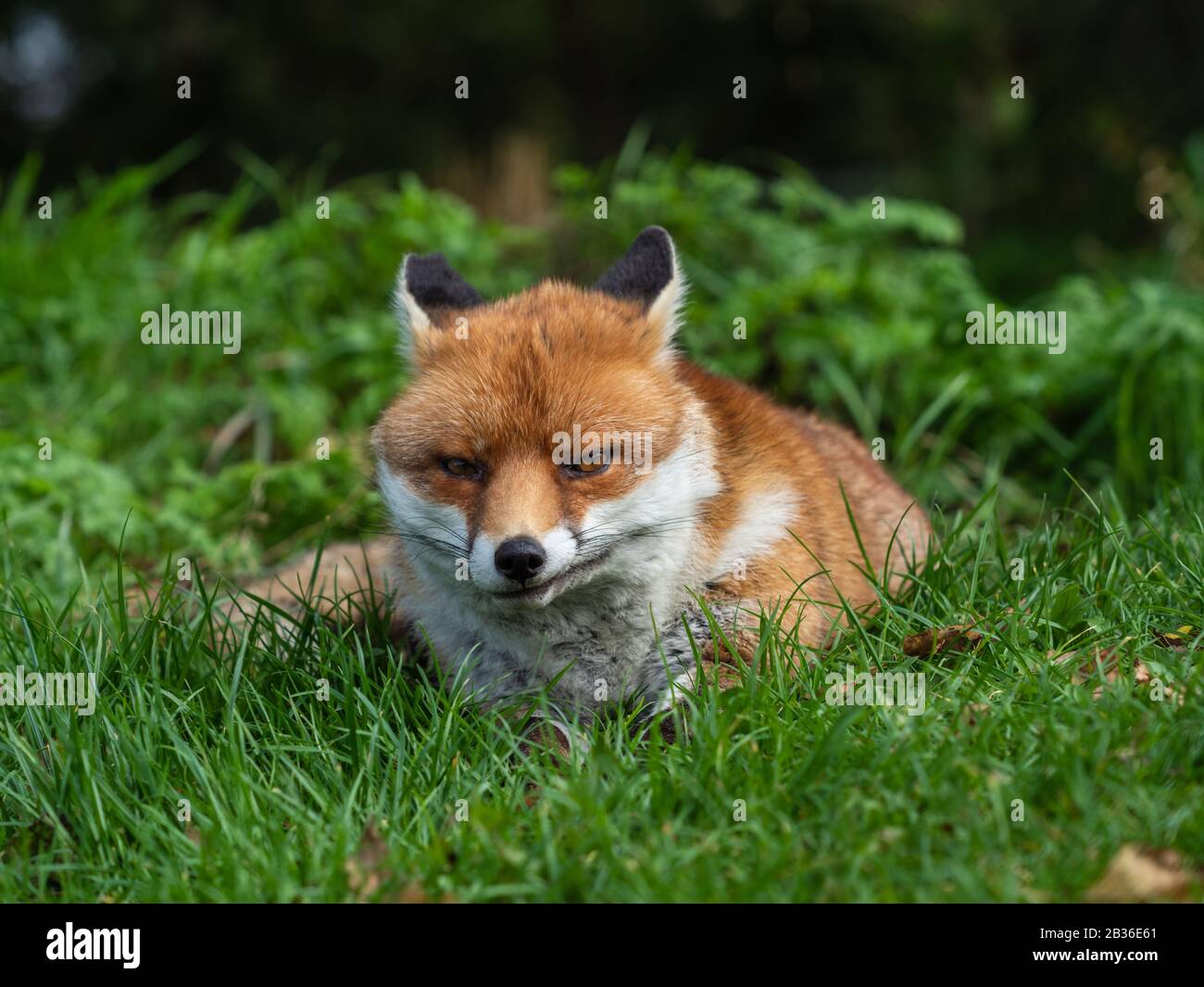 Fox laying in grass hi-res stock photography and images - Alamy