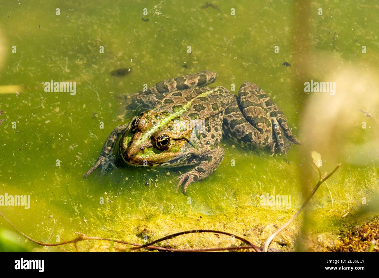 Europe marsh frog hi-res stock photography and images - Alamy
