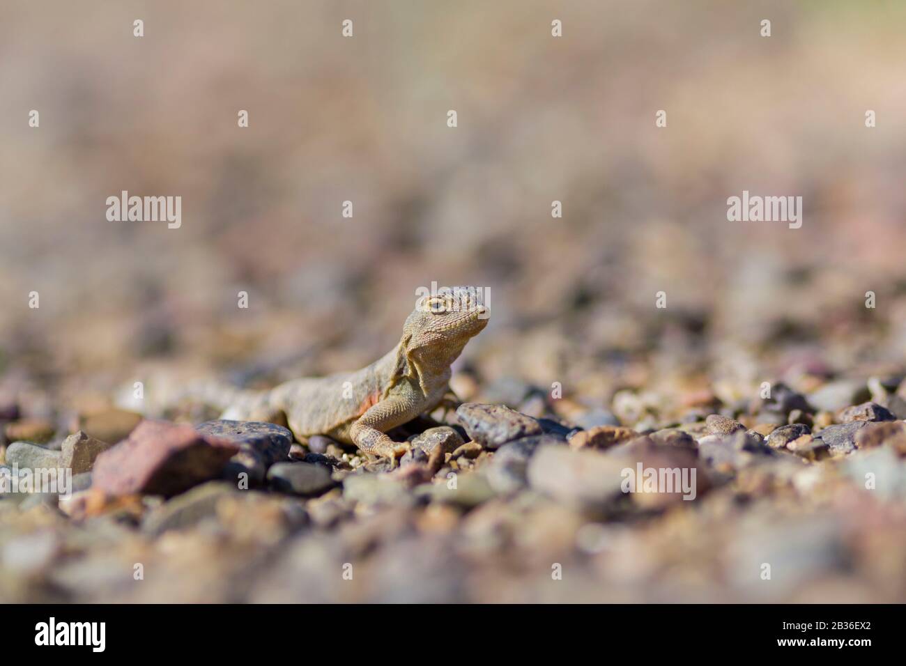 Types of lizards hi-res stock photography and images - Alamy