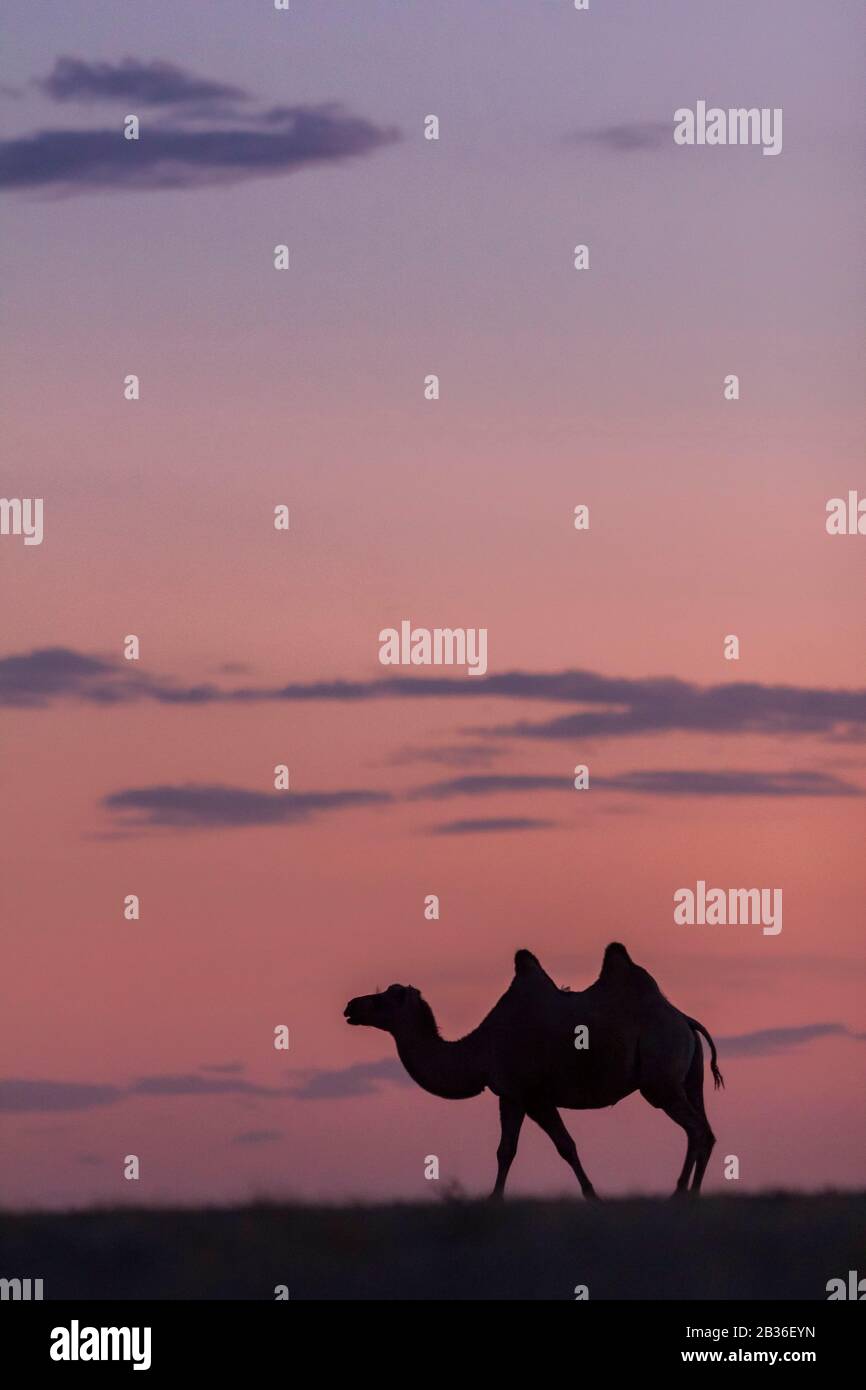 Mongolia, Omnogovi province, Bayanzag Flaming Cliffs, silhouette of a ...