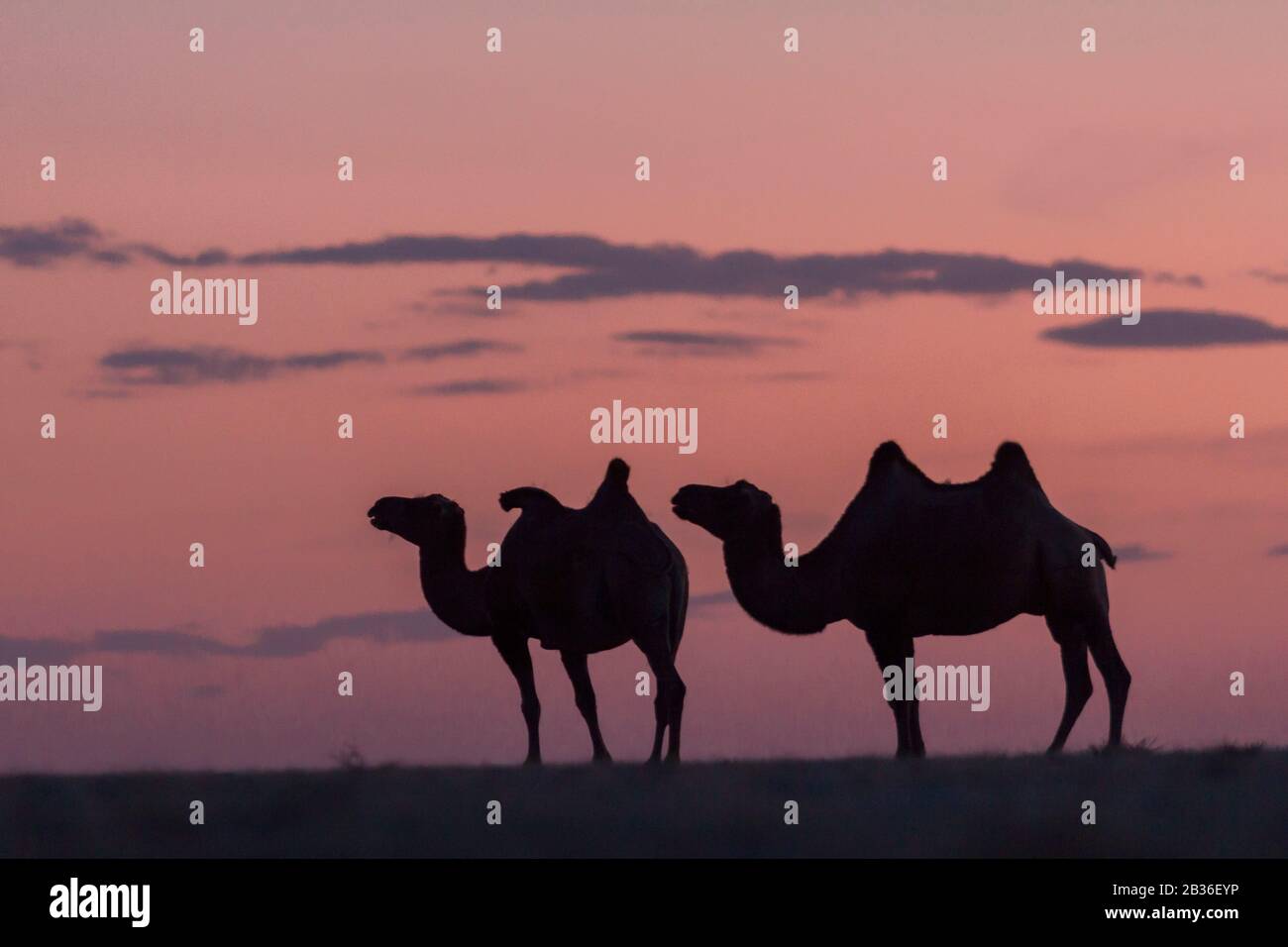 Mongolia, Omnogovi province, Bayanzag Flaming Cliffs, two silhouettes ...