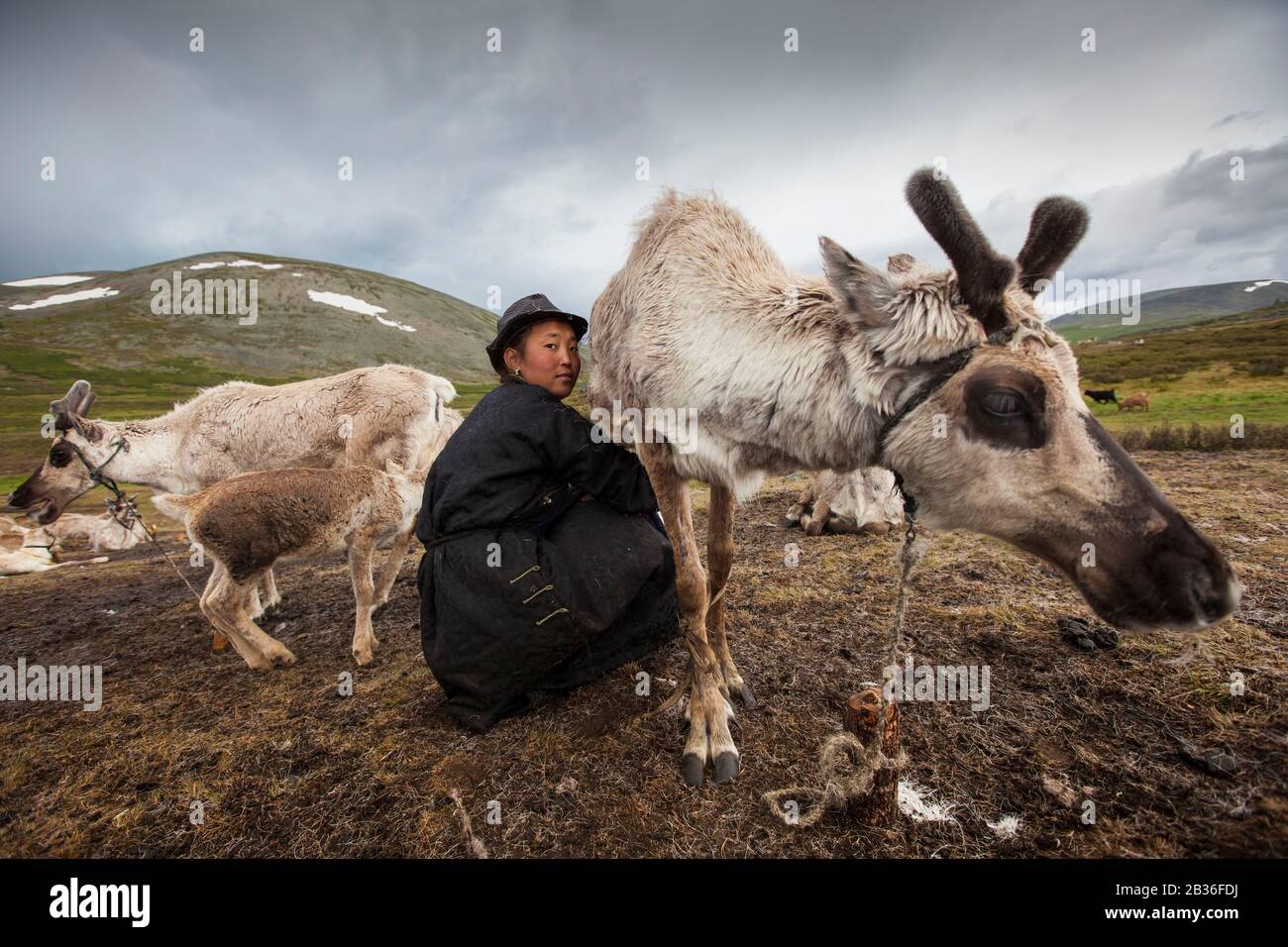 Mongolia, Khovsgol province, near Tsagaannuur, West Taiga, Tsaatan camp ...