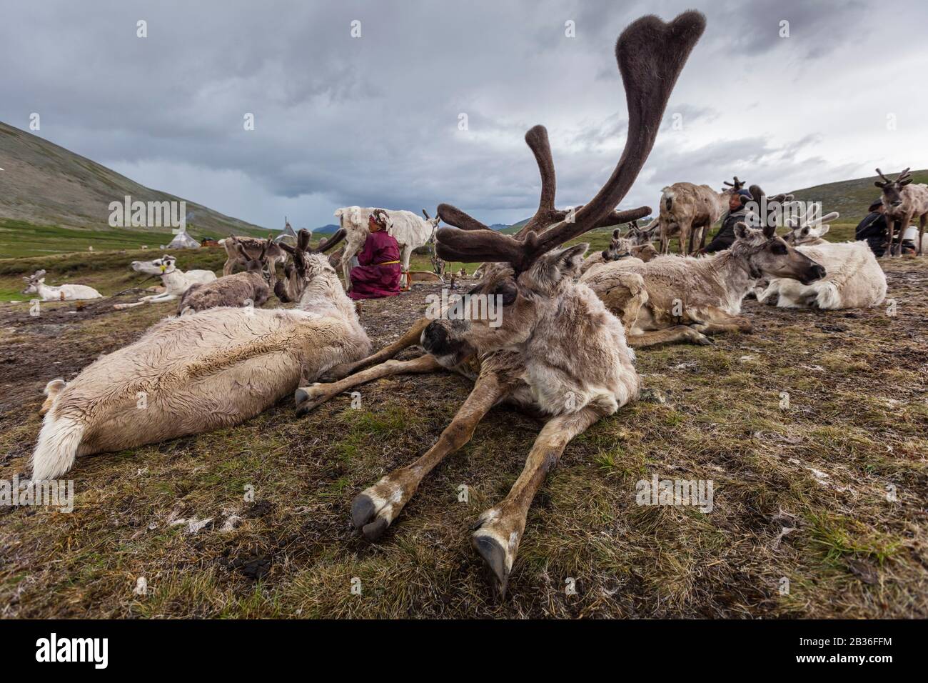 Milking reindeers hi-res stock photography and images - Alamy