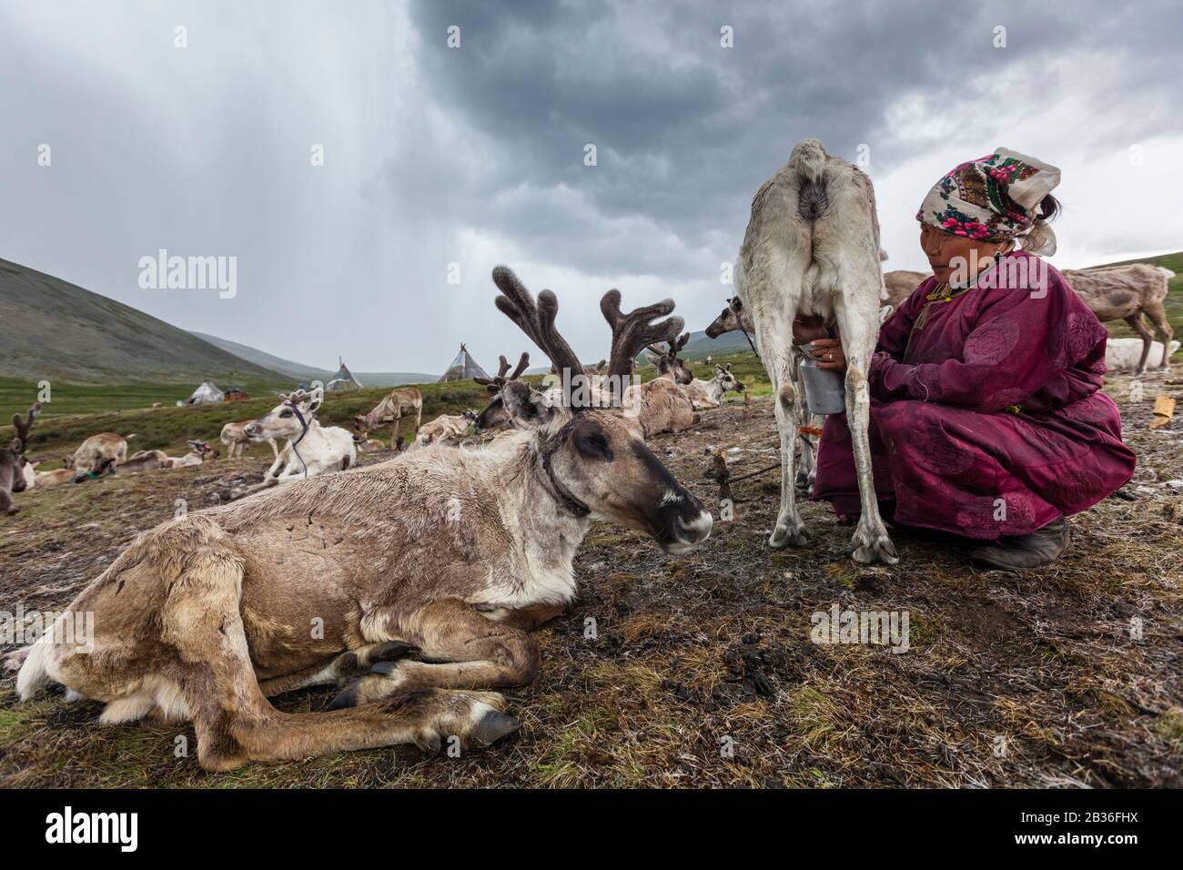 Milking reindeers hi-res stock photography and images - Alamy