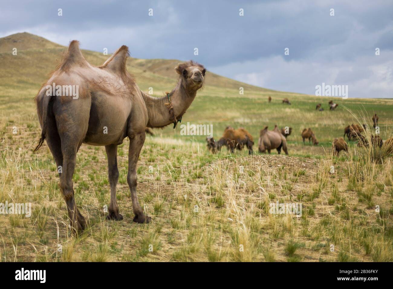 Mongolia, municipality of Ulan-Bator, near Nalayh, herd of Bactrian ...