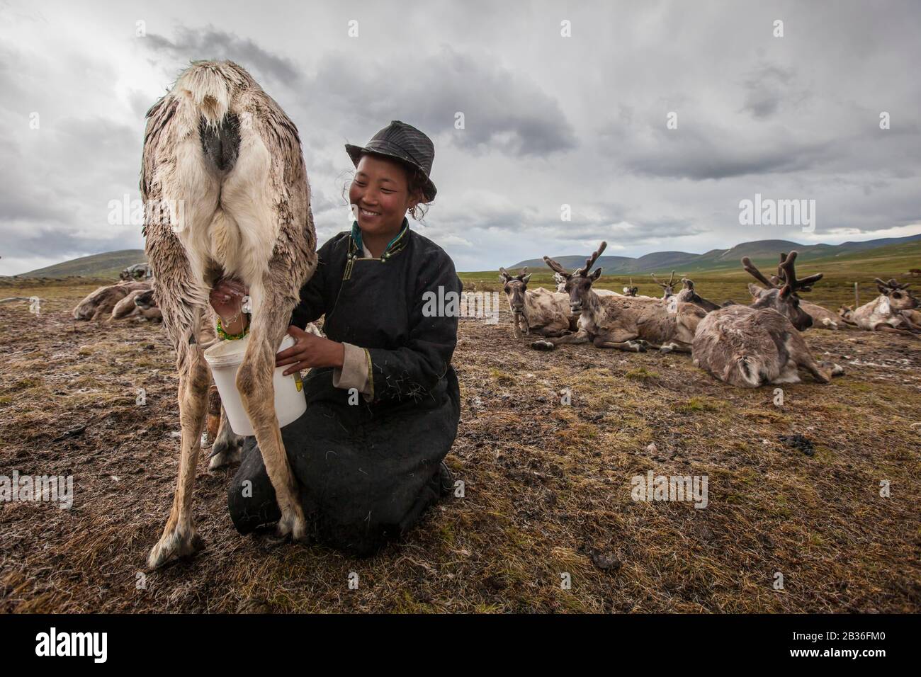 Milking reindeers hi-res stock photography and images - Alamy