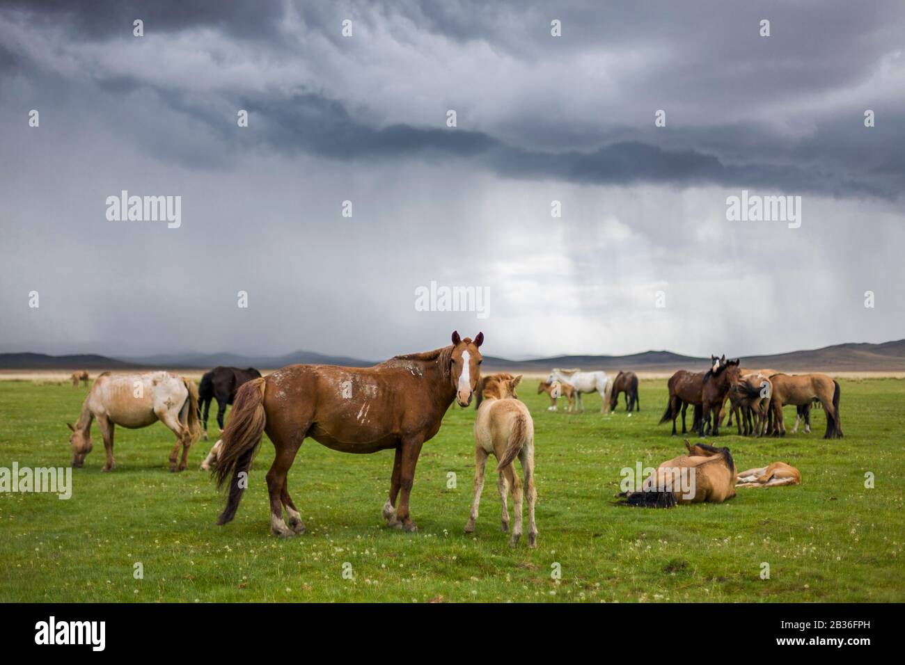 Mongolia, municipality of Ulan-Bator, near Nalayh, herd of horses in ...