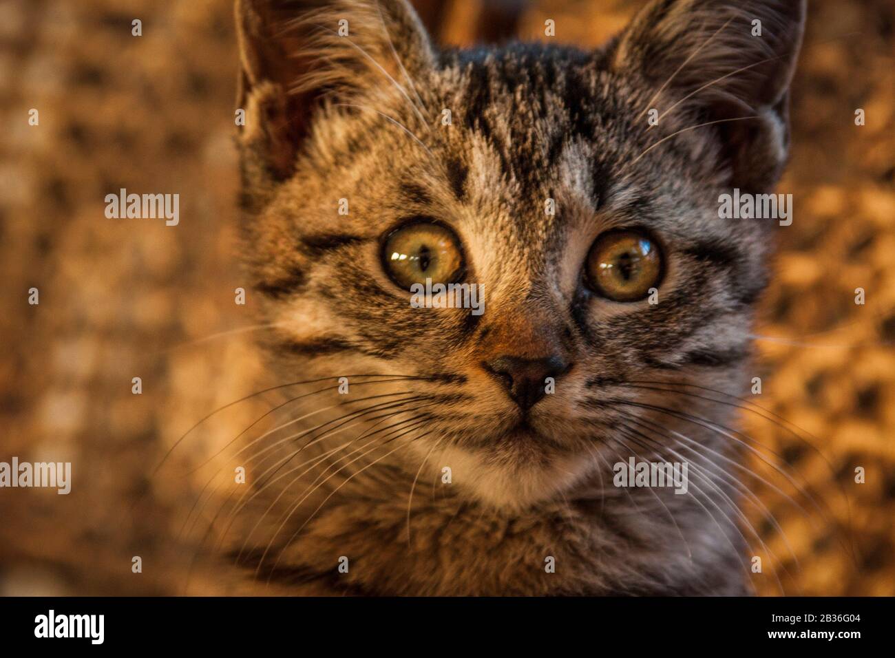 Half long hair cat hi-res stock photography and images - Alamy