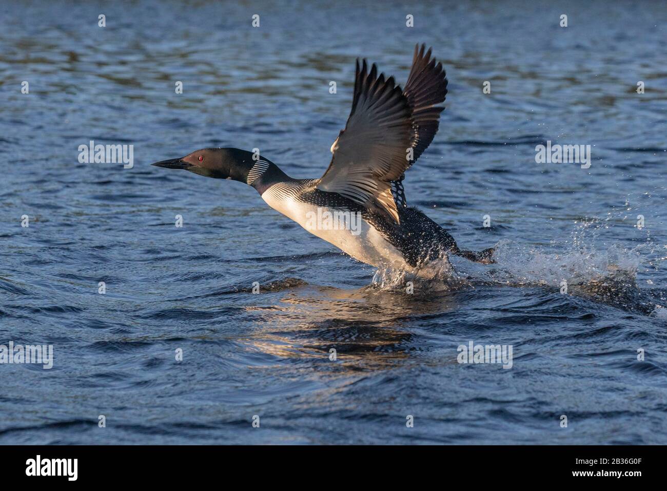 Common loon flying hi-res stock photography and images - Alamy