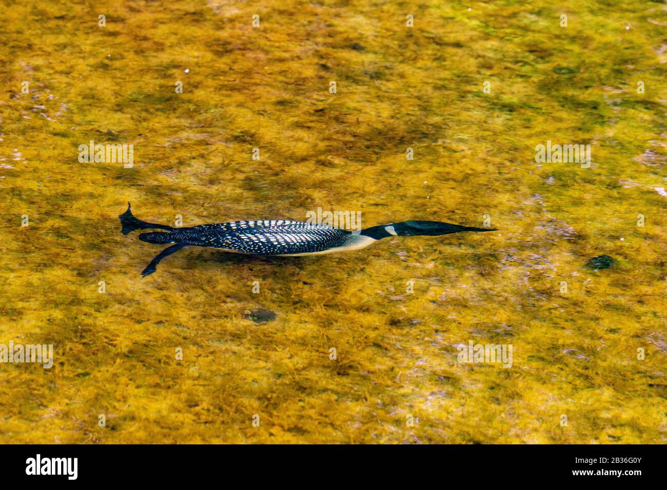 United States, Michigan, Common Loon (Gavia immer), on a lake, diving ...