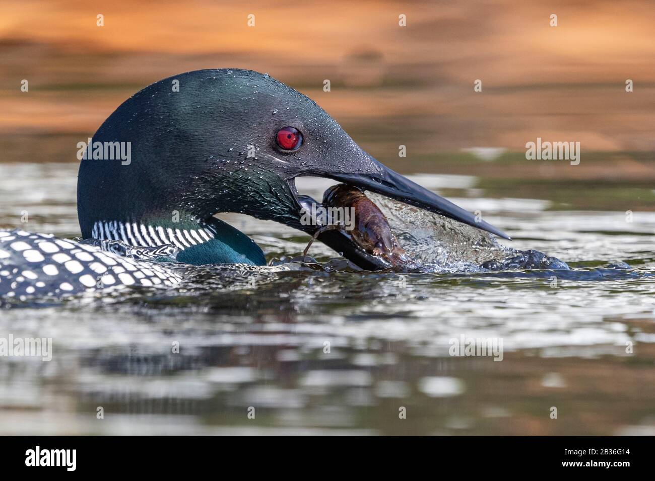 United States, Michigan, Common Loon (Gavia immer), eating a crayfisf ...