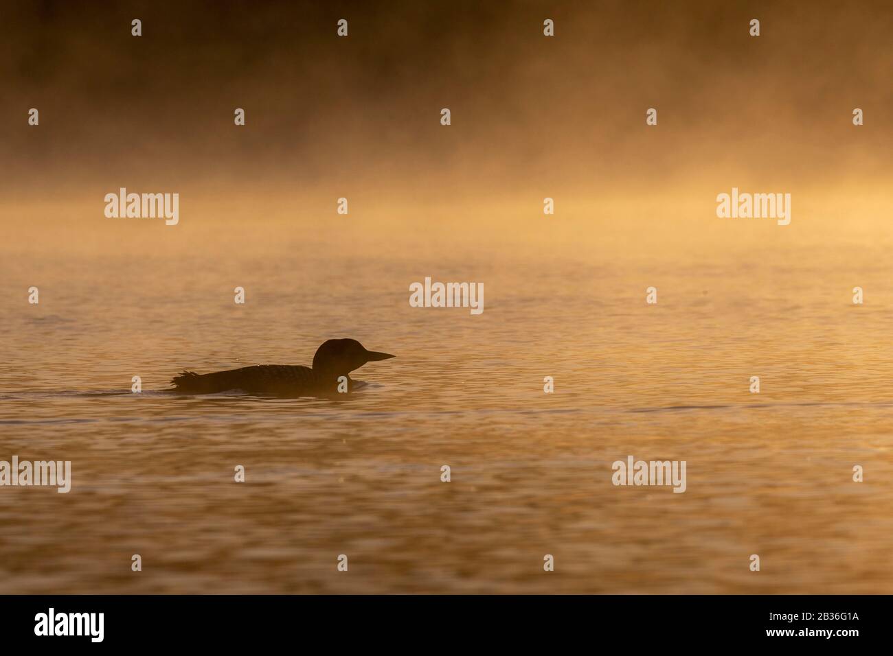 United States, Michigan, Common Loon (Gavia immer), on a lake Stock ...