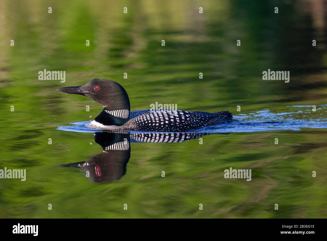 United States, Michigan, Common Loon (Gavia immer), on a lake Stock ...
