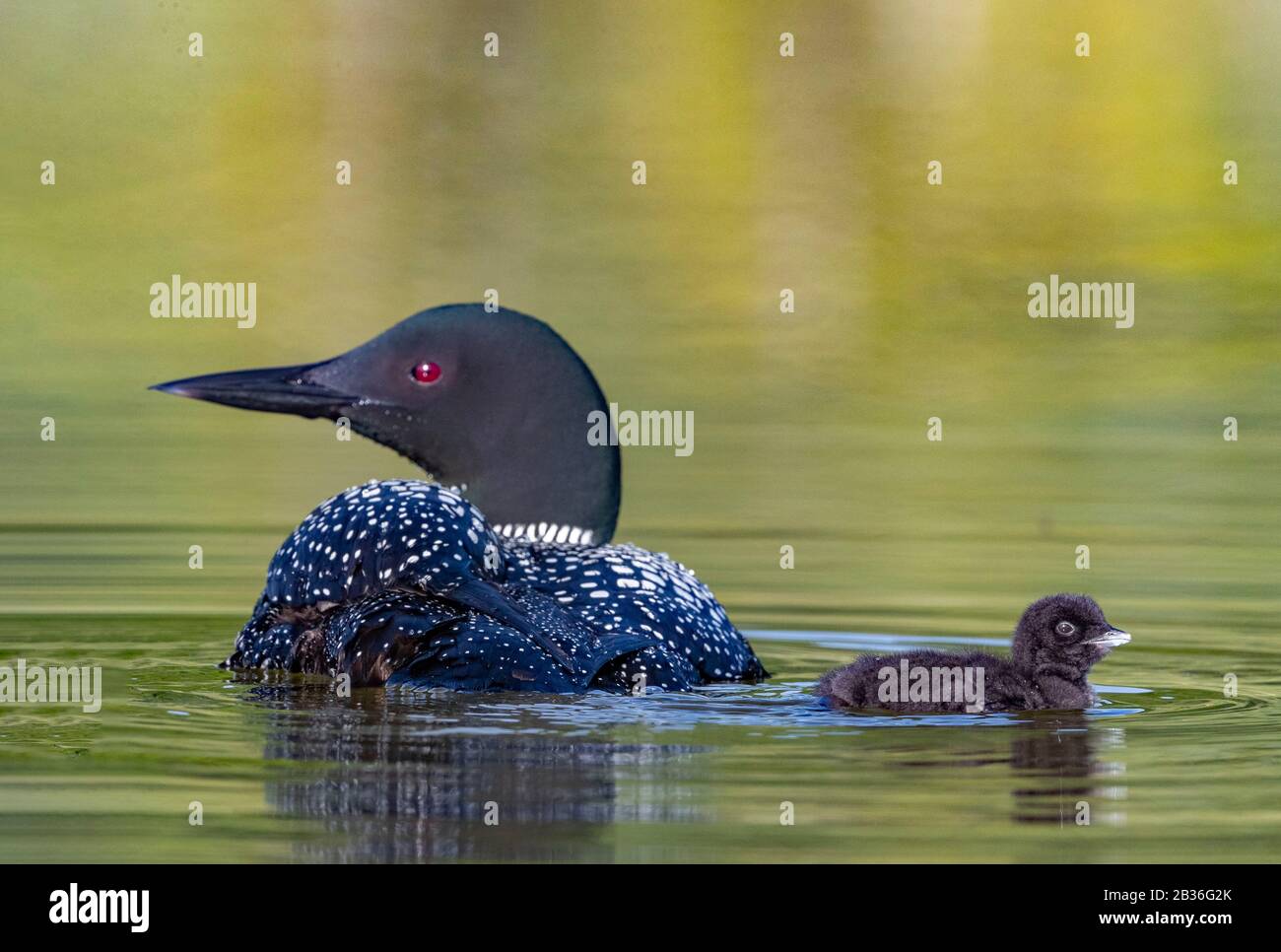 United States, Michigan, Common Loon (Gavia immer), on a lake Stock ...