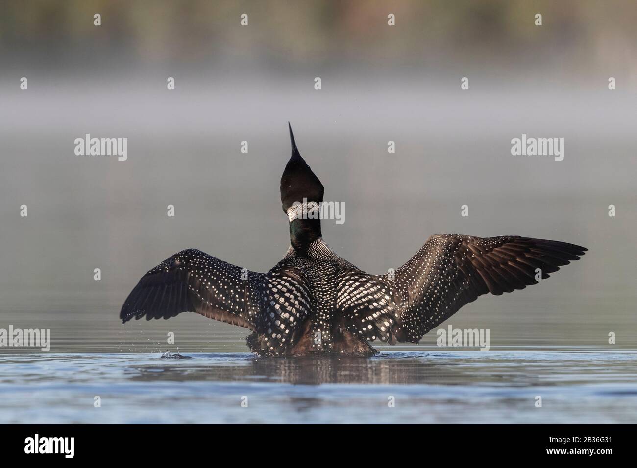United States, Michigan, Common Loon (Gavia immer), wing flapping on a ...