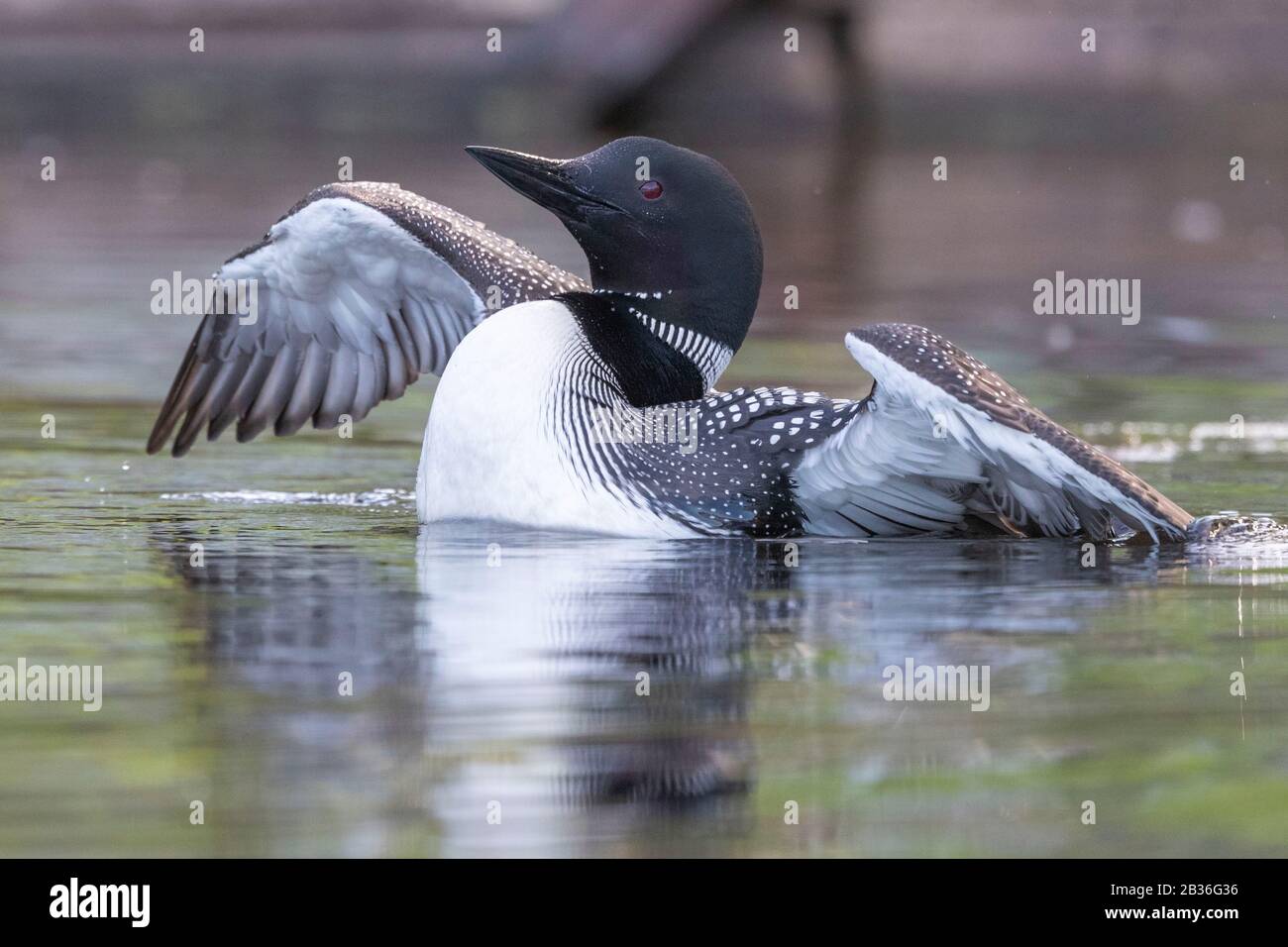 United States, Michigan, Common Loon (Gavia immer), on a lake Stock ...