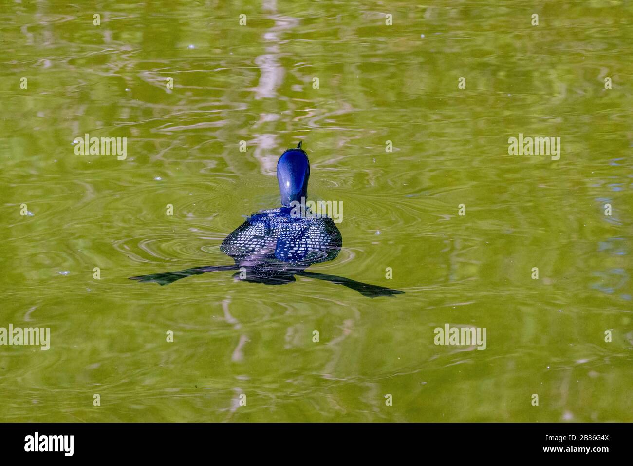 United States, Michigan, Common Loon (Gavia immer), on a lake, diving ...