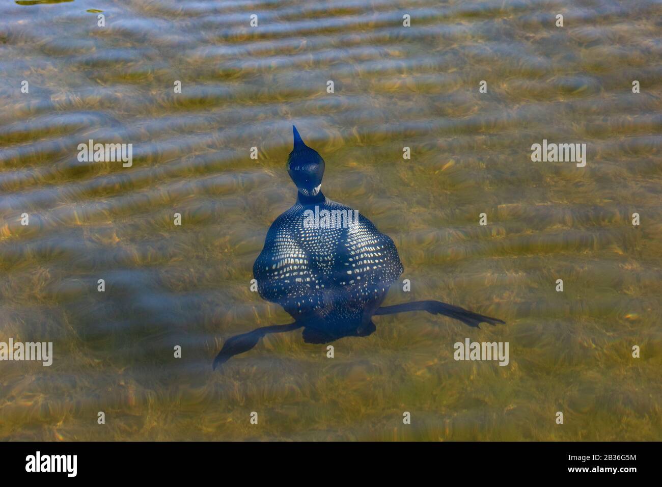 Gavia immer under water hi-res stock photography and images - Alamy