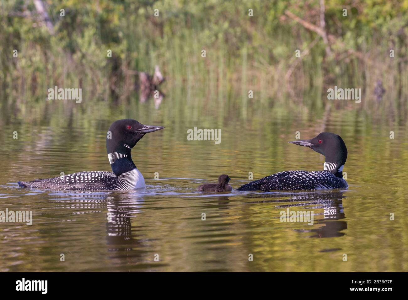 United States, Michigan, Common Loon (Gavia immer), on a lake, parents ...