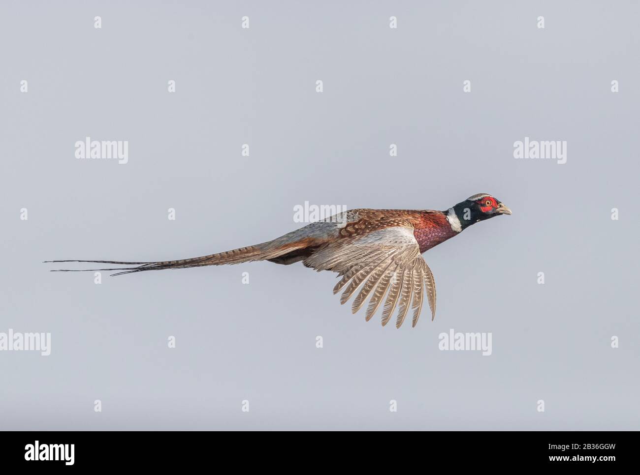 France, Bas Rhin, Common Pheasant (Phasianus colchicus), male in flight ...